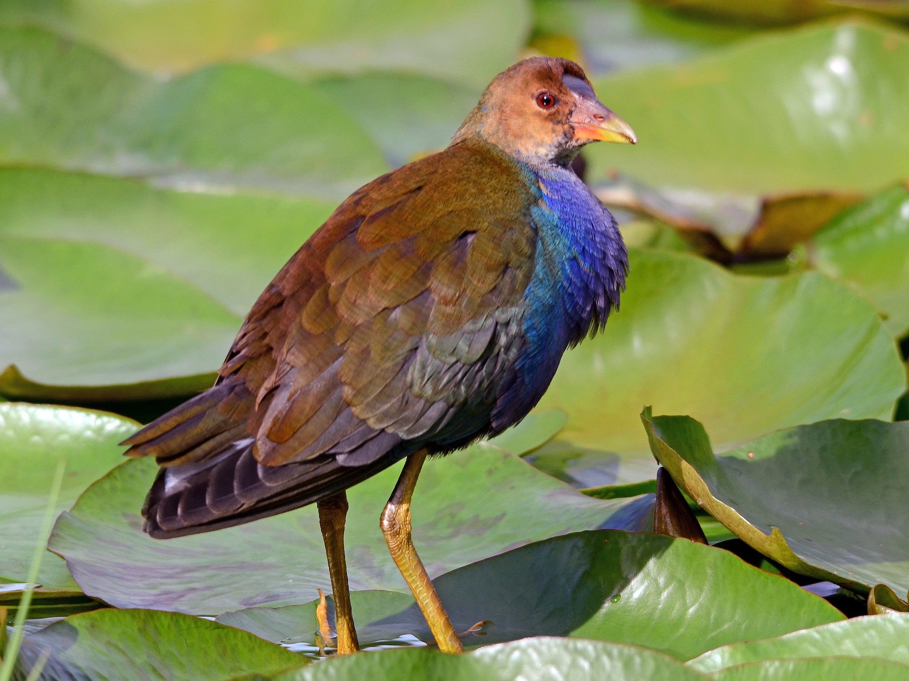 Purple Gallinule - eBird