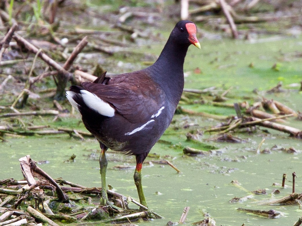 Common Gallinule - eBird