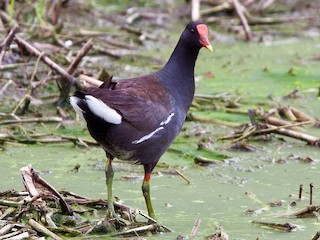 Gallareta Común - eBird