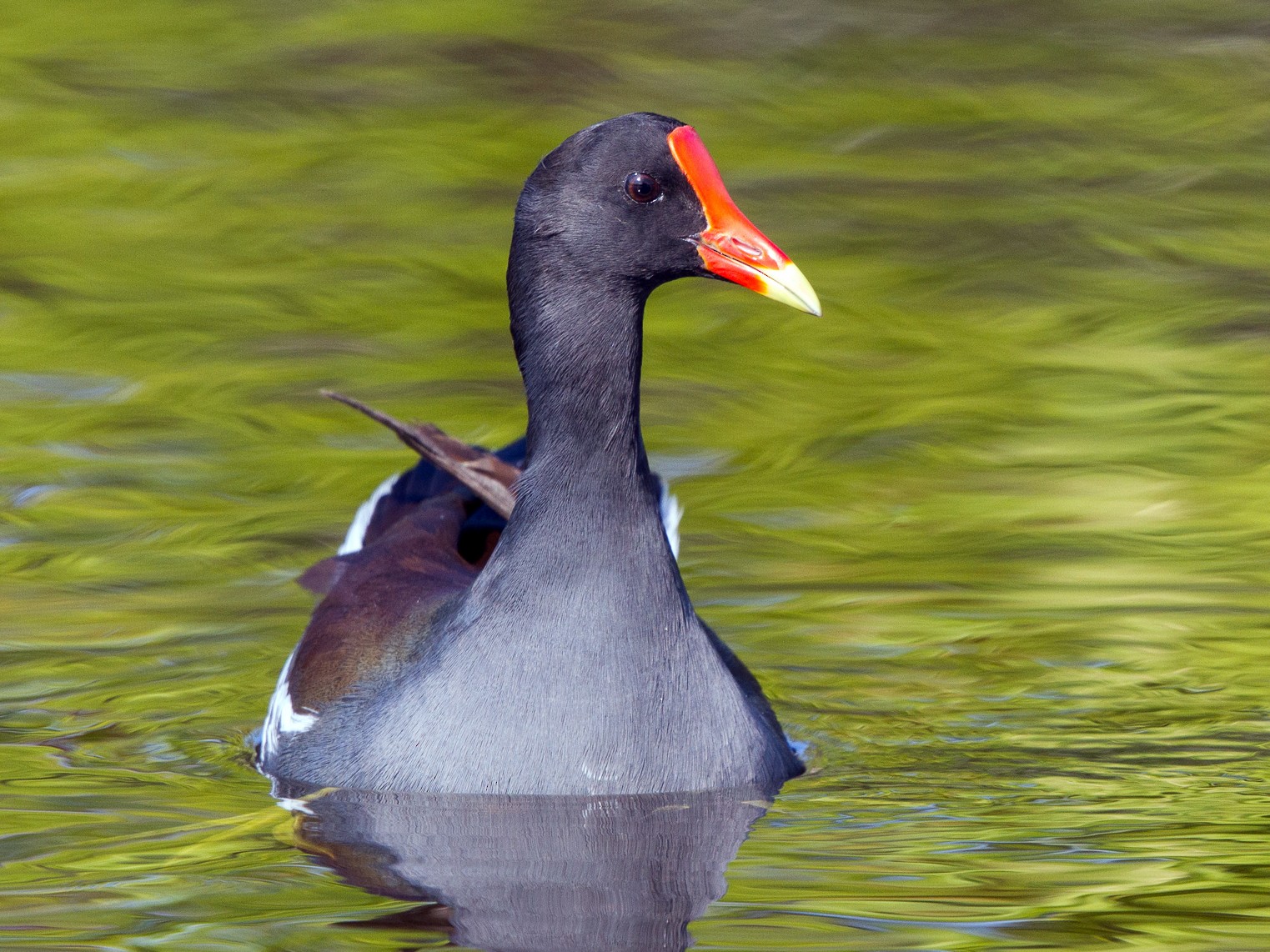 Common Gallinule - eBird