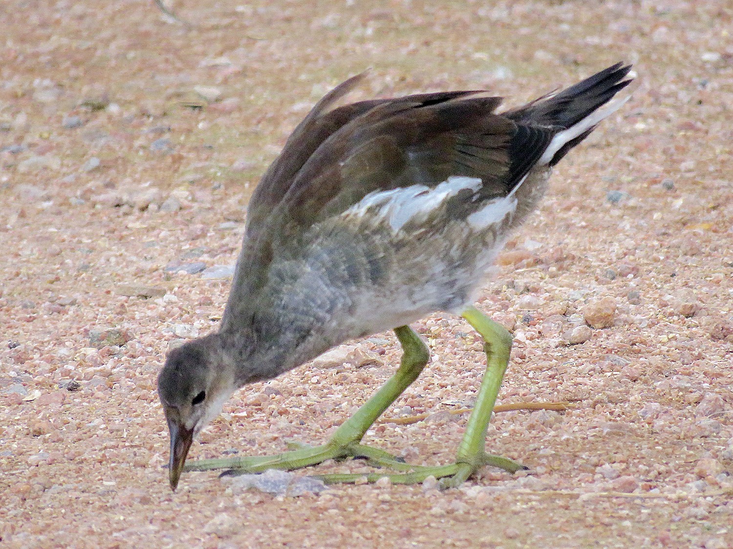 Common Gallinule - eBird