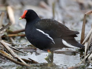 Gallareta Común - eBird