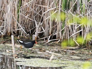 Gallareta Común - eBird