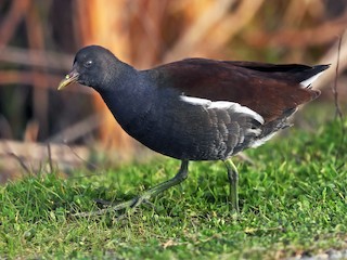 Gallareta Común - eBird