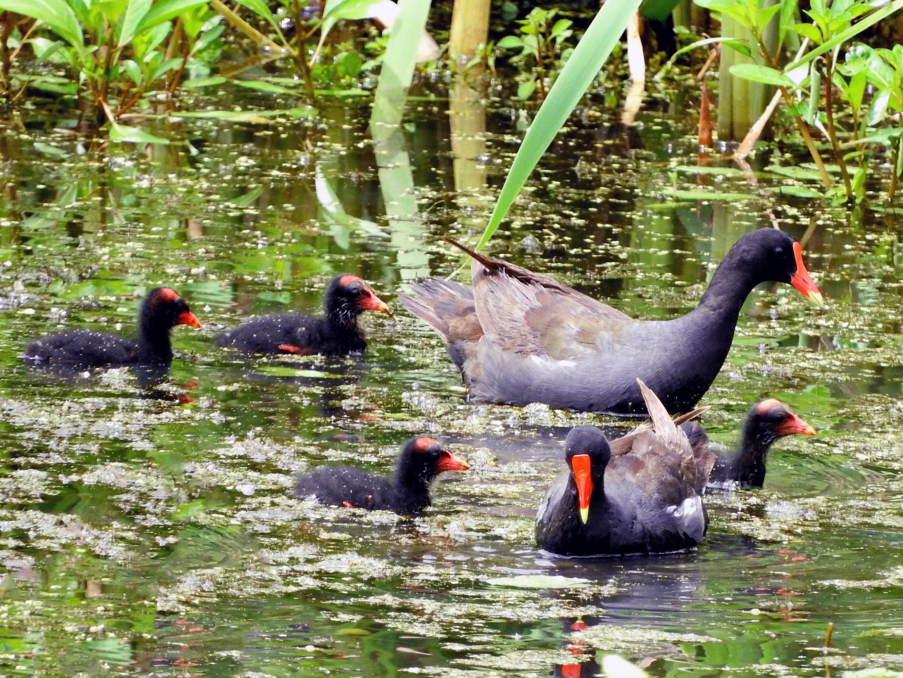 Common Gallinule - eBird
