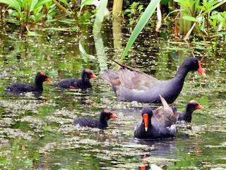 Gallareta Común - eBird