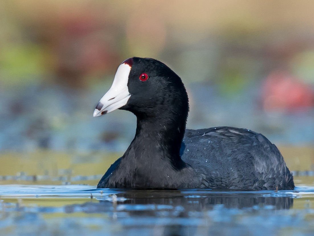 American Coot - eBird
