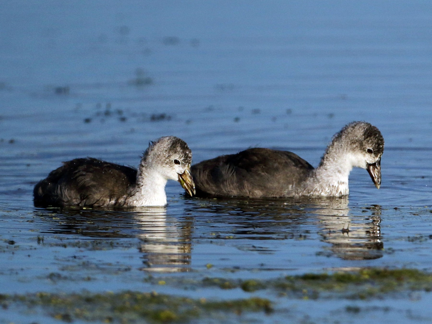 American Coot - eBird