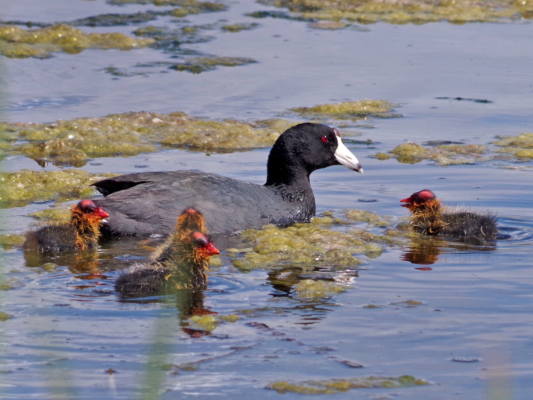 American Coot - eBird