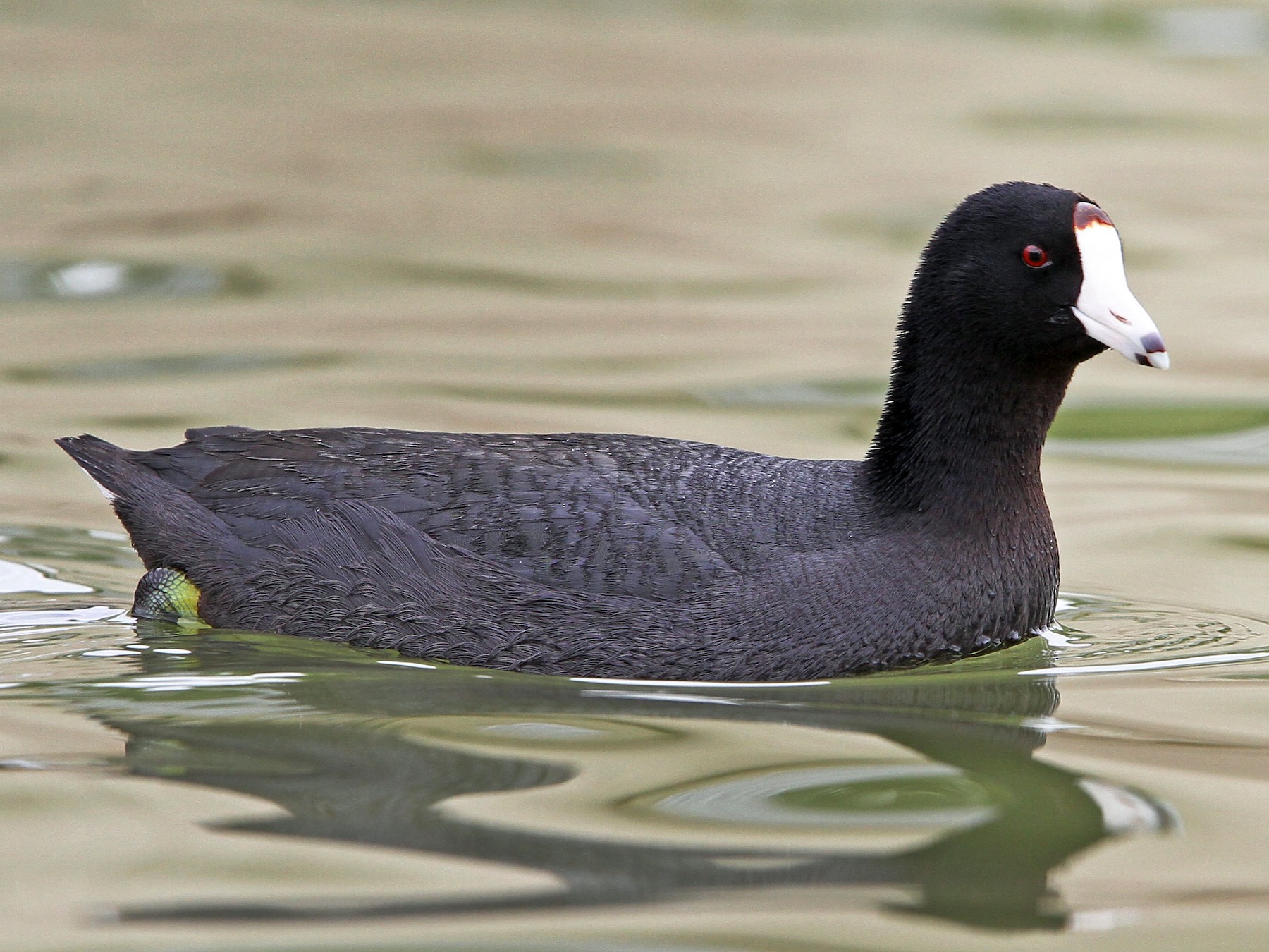 American Coot - eBird