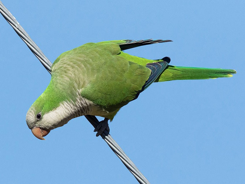 Monk Parakeet - eBird