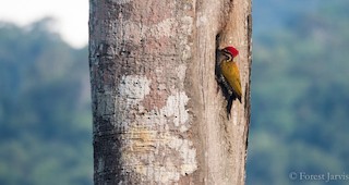 Spot-throated Flameback - Dinopium everetti - Birds of the World