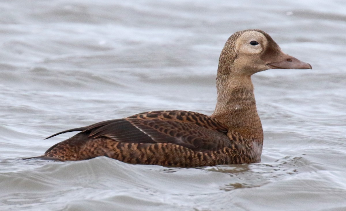 eBird Checklist - 10 Oct 2017 - Point Barrow--Base of the Point - 11 ...
