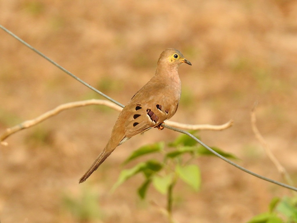 Long-tailed Ground Dove - Uropelia campestris - Birds of the World