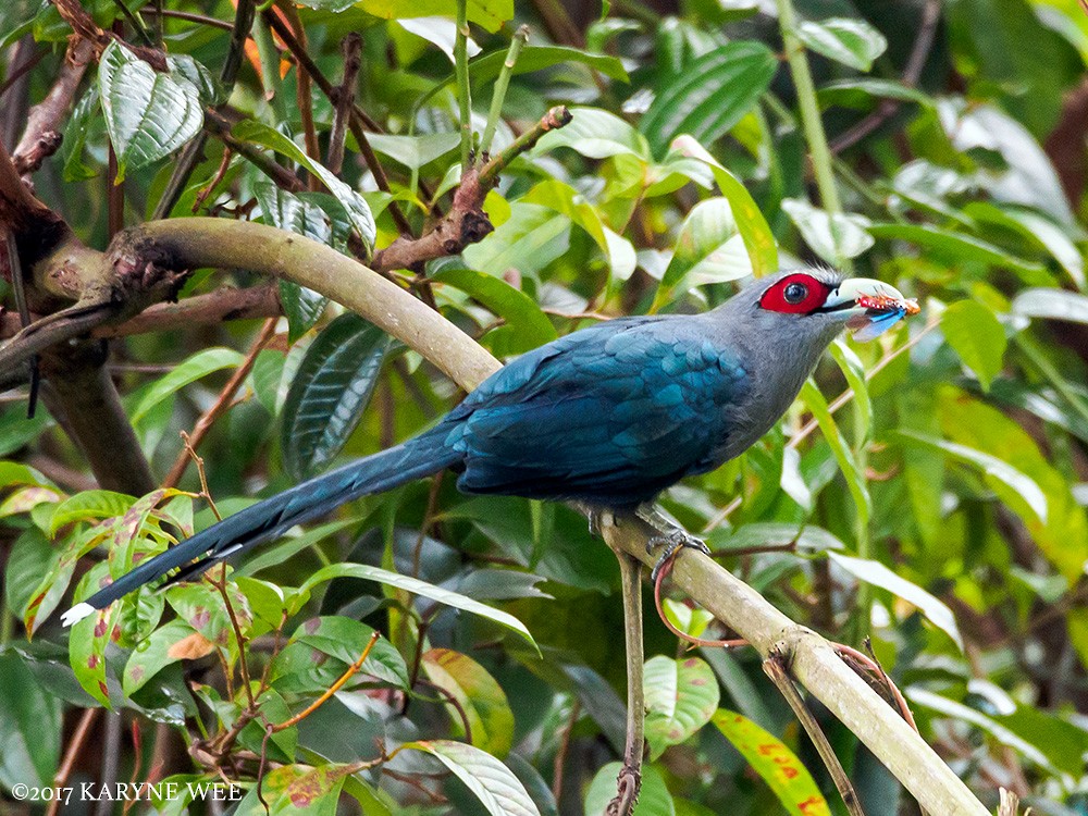 Black-bellied Malkoha - Phaenicophaeus diardi - Birds of the World
