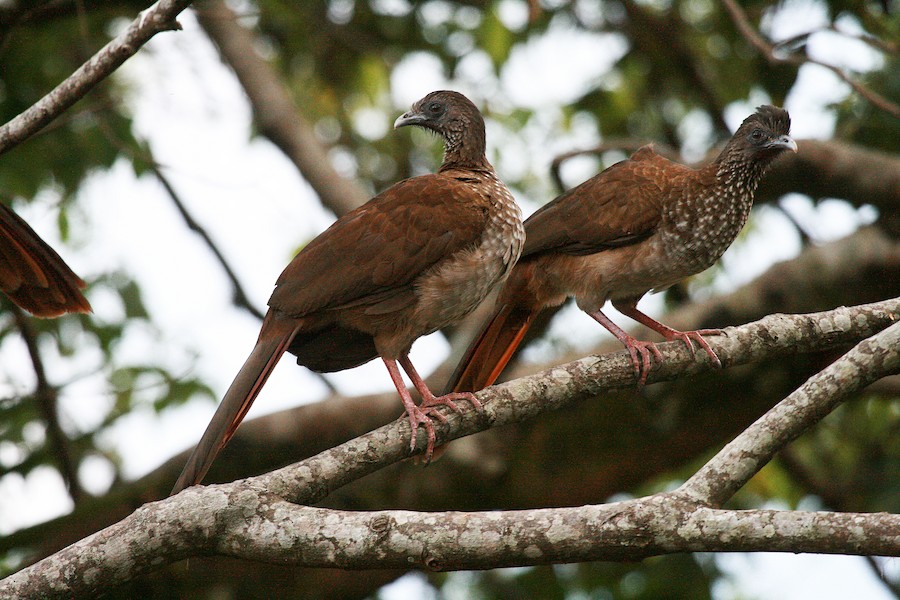 Chachalaca Moteada (guttata/subaffinis) - eBird