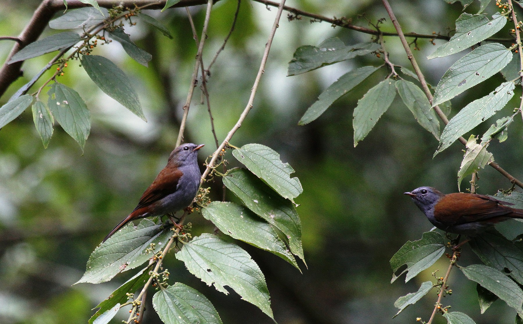 Andean Solitaire (venezuelensis/candelae) - eBird