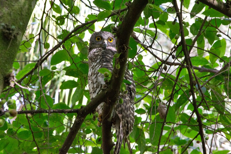 eBird Checklist - 6 Jan 2013 - Royal National Park--Wattle Forest - 42 ...