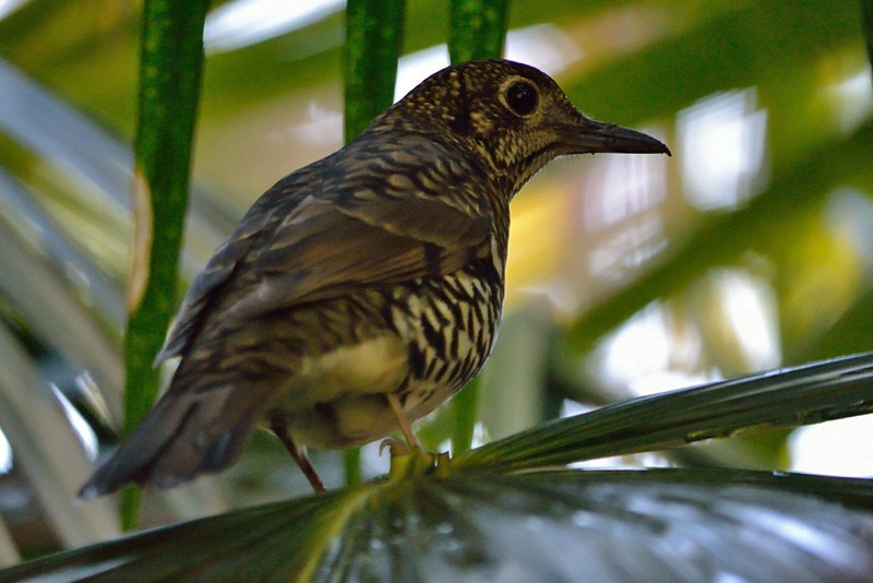 eBird Checklist - 11 Jun 2013 - Royal National Park--Wattle Forest - 28 ...