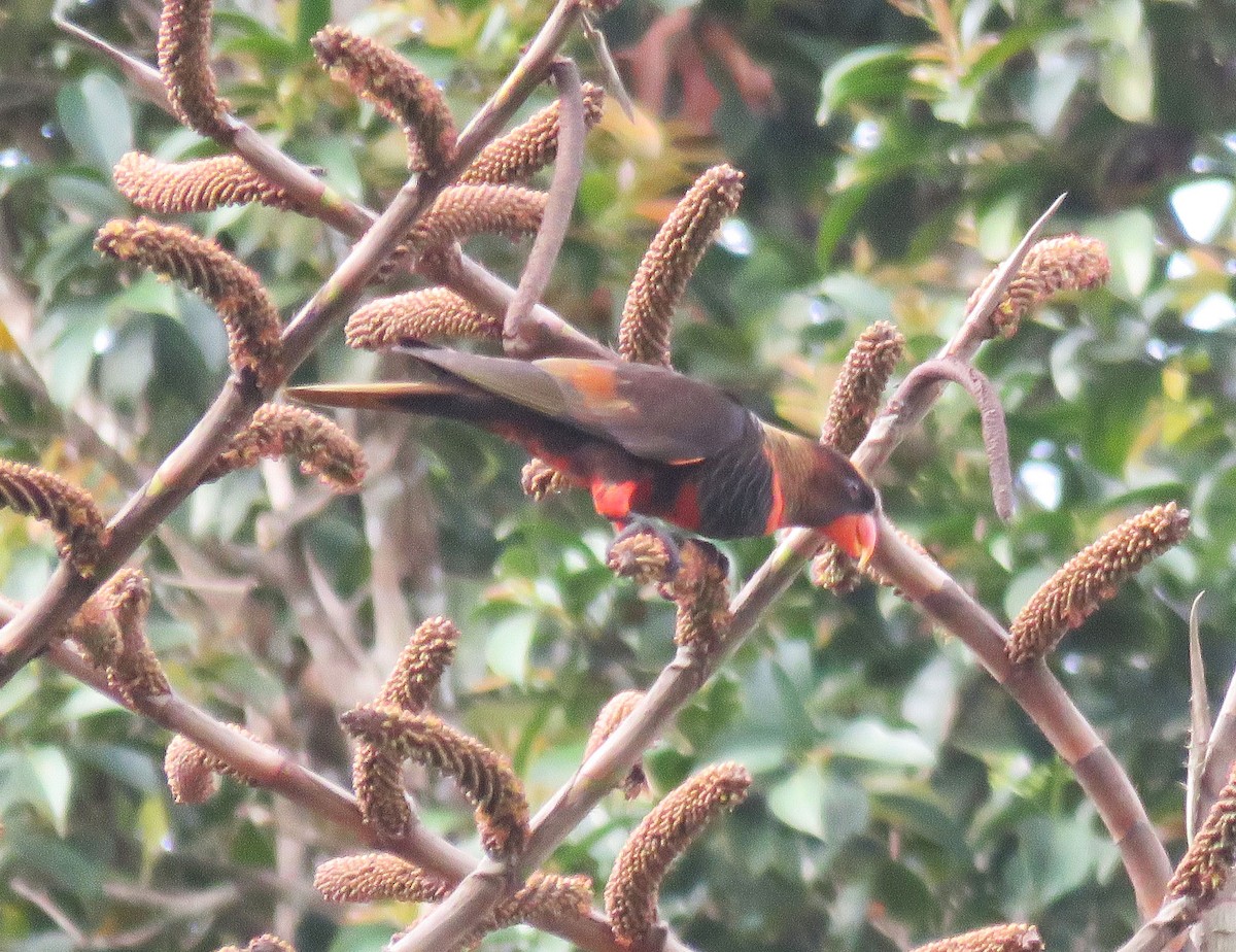 Dusky Lory - Chalcopsitta fuscata - Birds of the World
