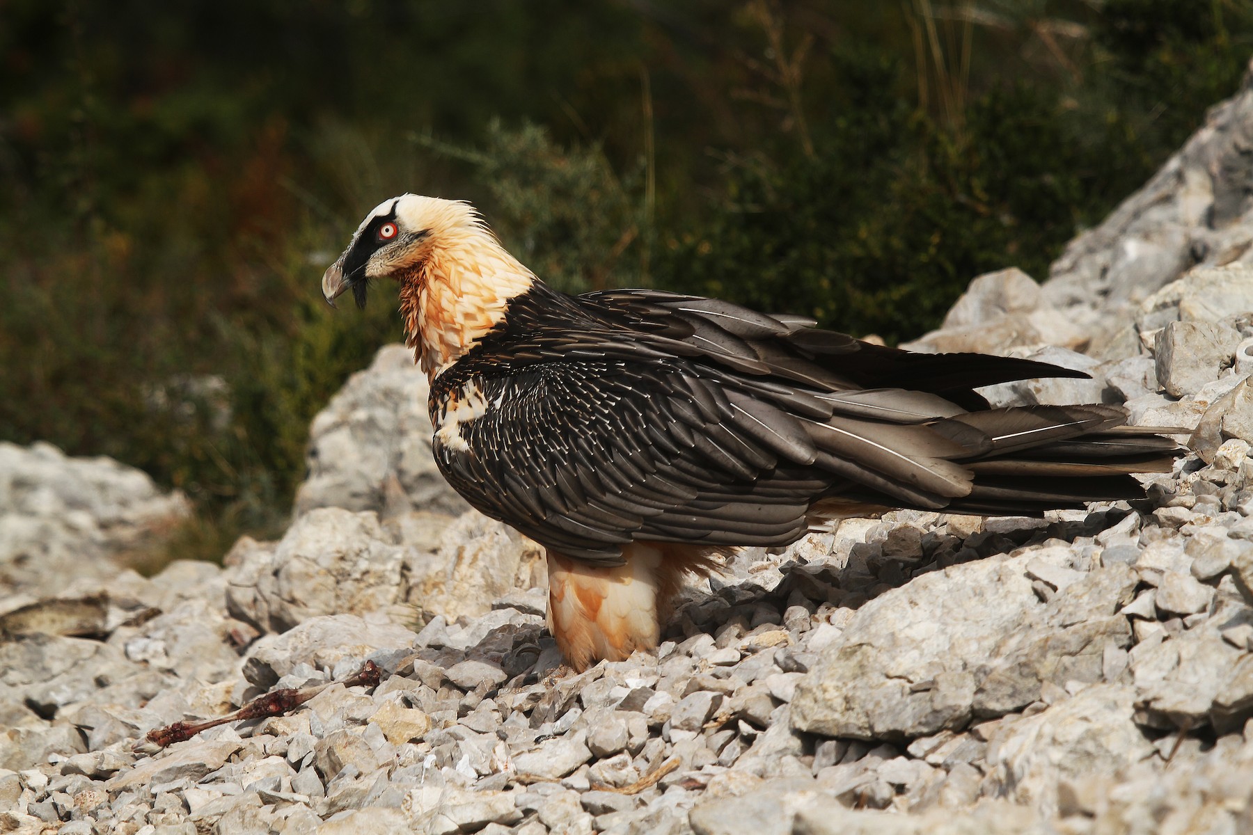 Sakallı Akbaba (barbatus) - eBird