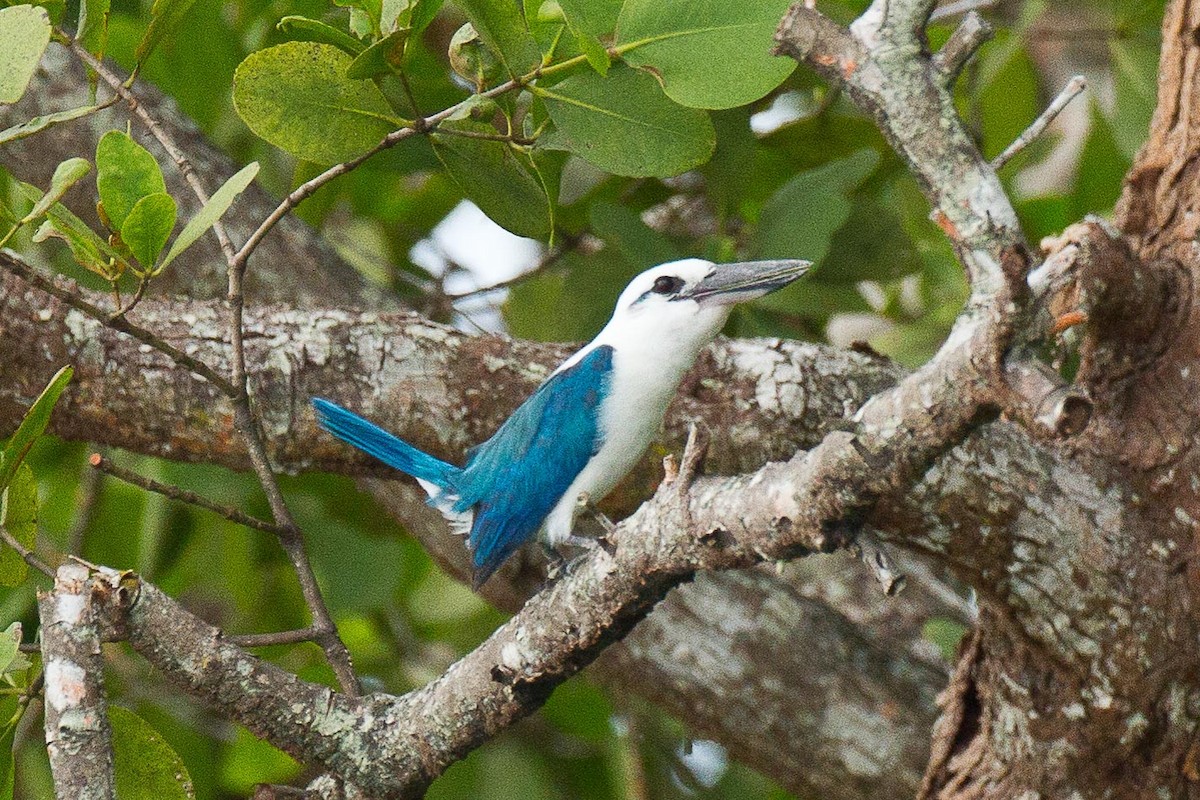 Beach Kingfisher - Todiramphus saurophagus - Birds of the World