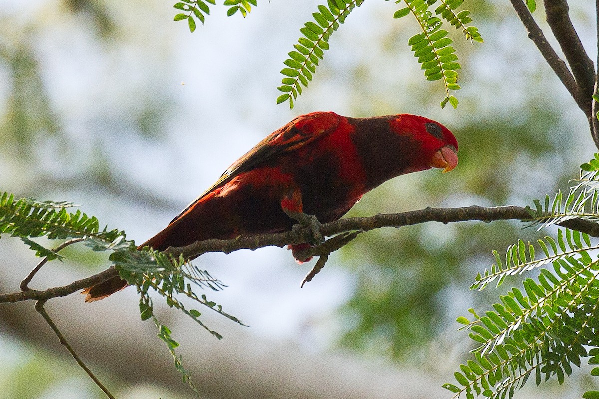 Violet-necked Lory - Trichoglossus squamatus - Birds of the World