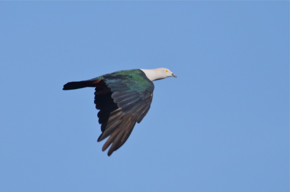 Elegant Imperial-Pigeon - Ducula concinna - Birds of the World