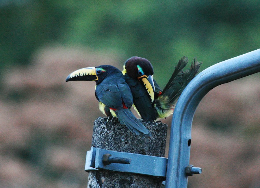 Lettered Aracari (Lettered) - eBird