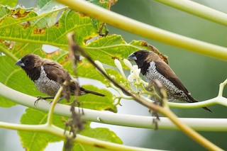 Black-faced Munia - Lonchura molucca - Birds of the World