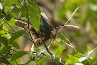 Standardwing Bird-of-Paradise - Semioptera wallacii - Birds of the World