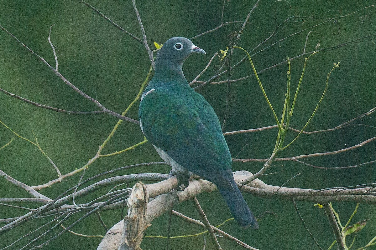 Spectacled Imperial-Pigeon - Ducula perspicillata - Birds of the World