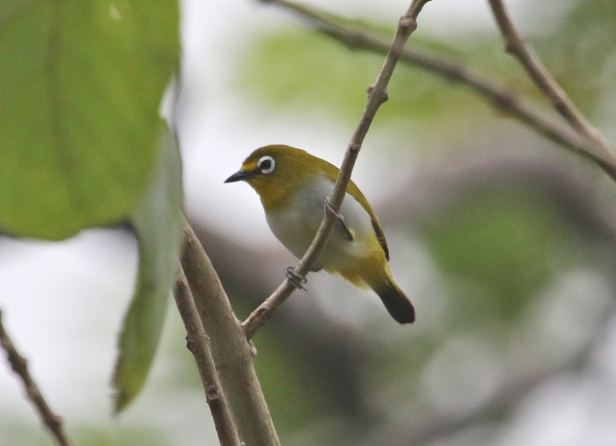 Kai Besar White-eye - Zosterops grayi - Birds of the World