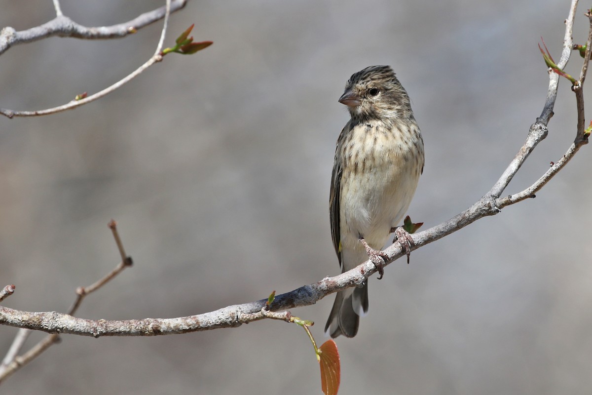 Black-throated Canary - Crithagra atrogularis - Birds of the World