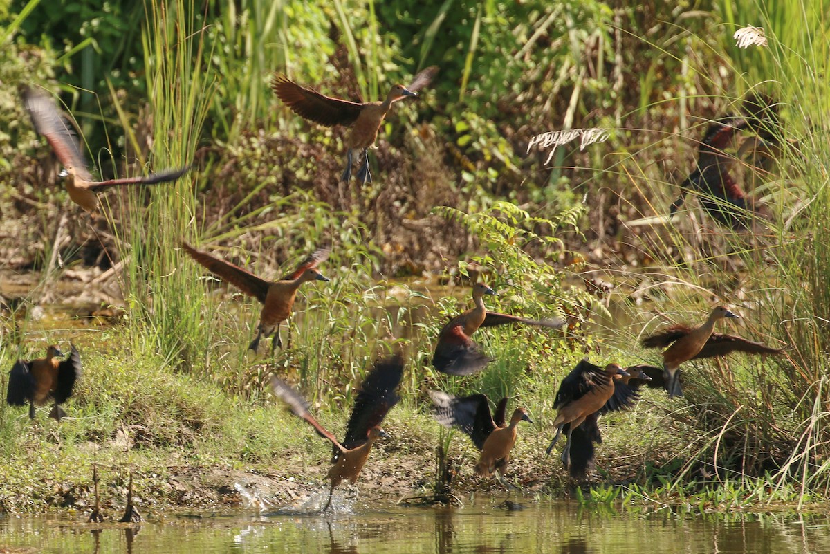 eBird Checklist - 4 Oct 2017 - Chitwan National Park - Headquarters ...