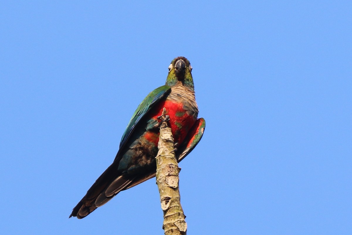 Crimson-bellied Parakeet - Pyrrhura perlata - Birds of the World