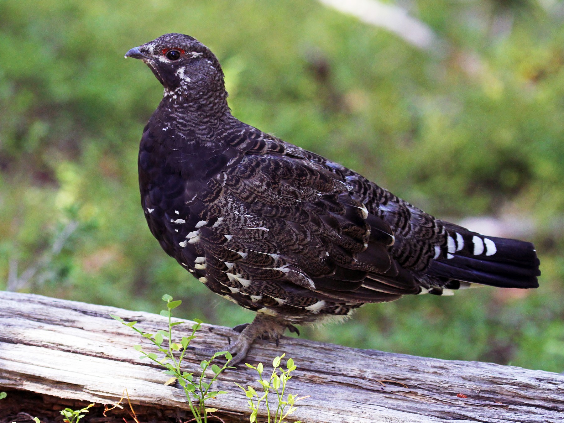 Spruce Grouse - eBird