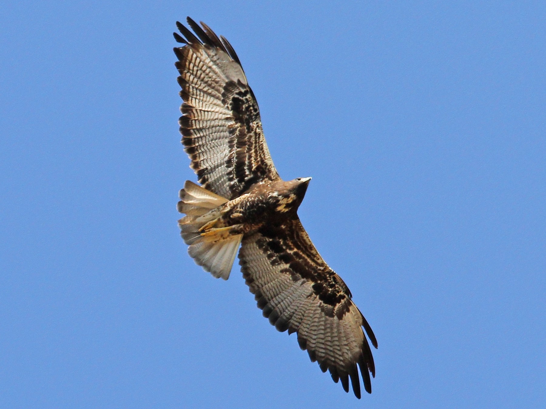 White-tailed Hawk - eBird
