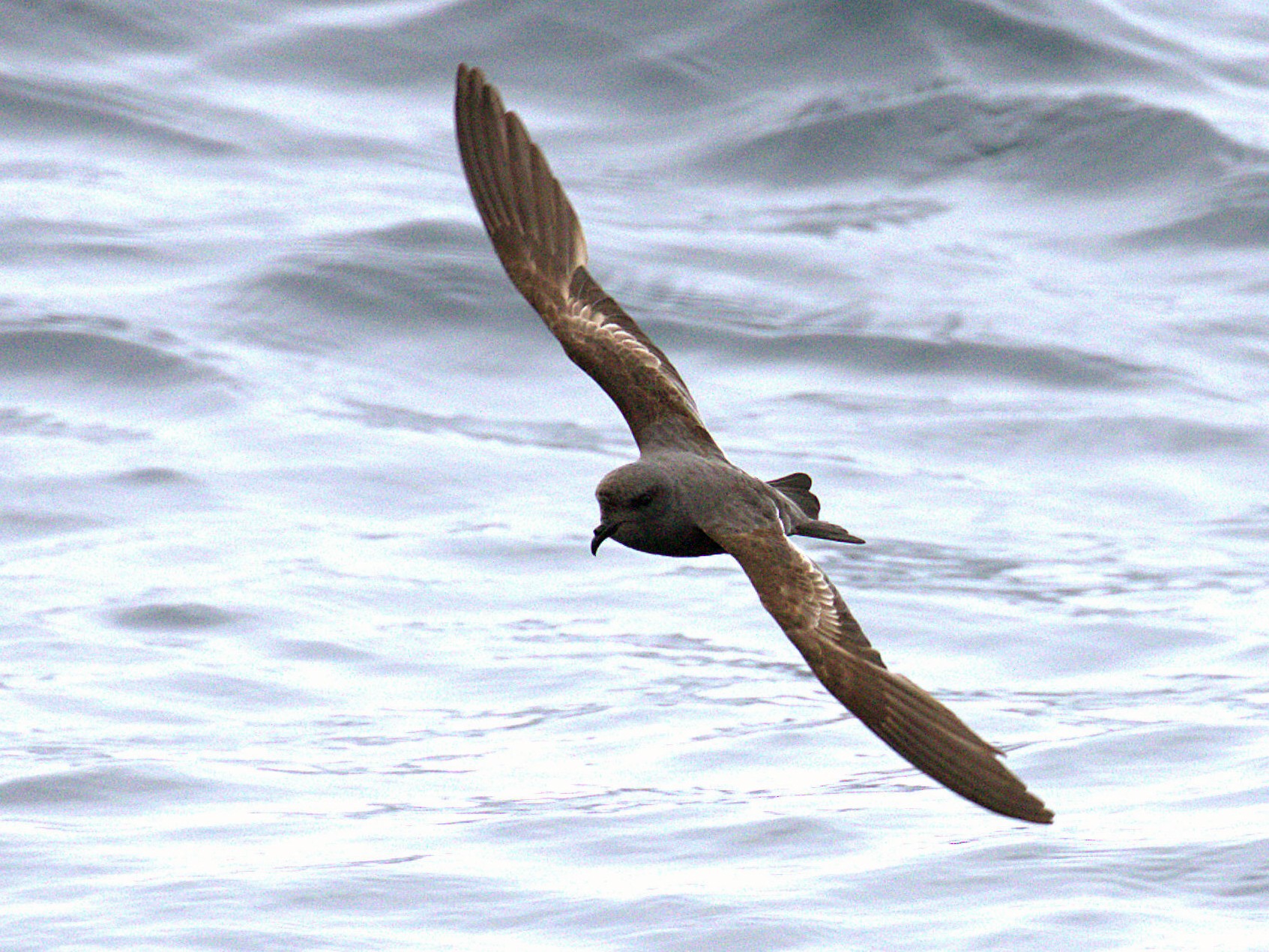 Ashy Storm-Petrel - eBird
