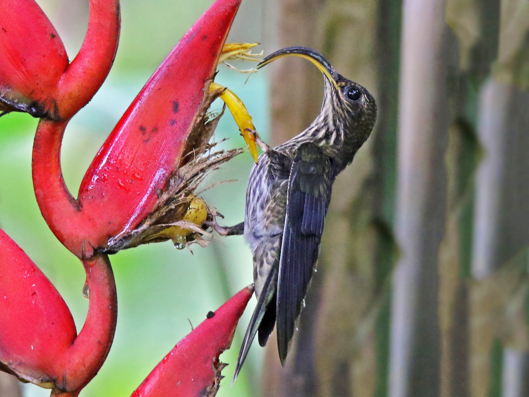 White-tipped Sicklebill - eBird