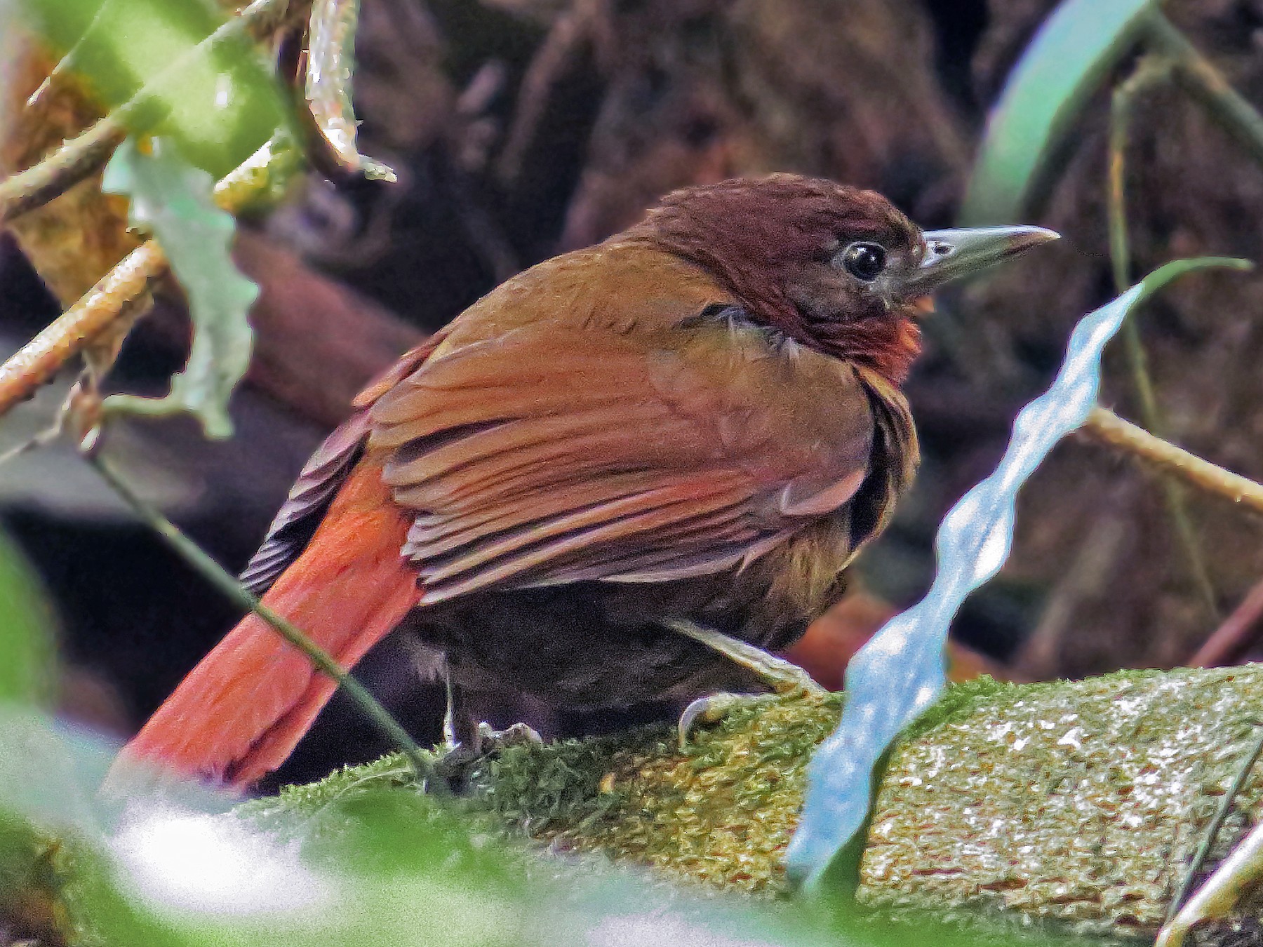 Ruddy Foliage-gleaner - eBird