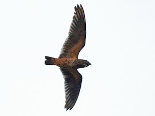 Short-tailed Nighthawk - eBird
