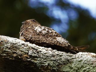 Short-tailed Nighthawk - Israel Breeding Bird Atlas