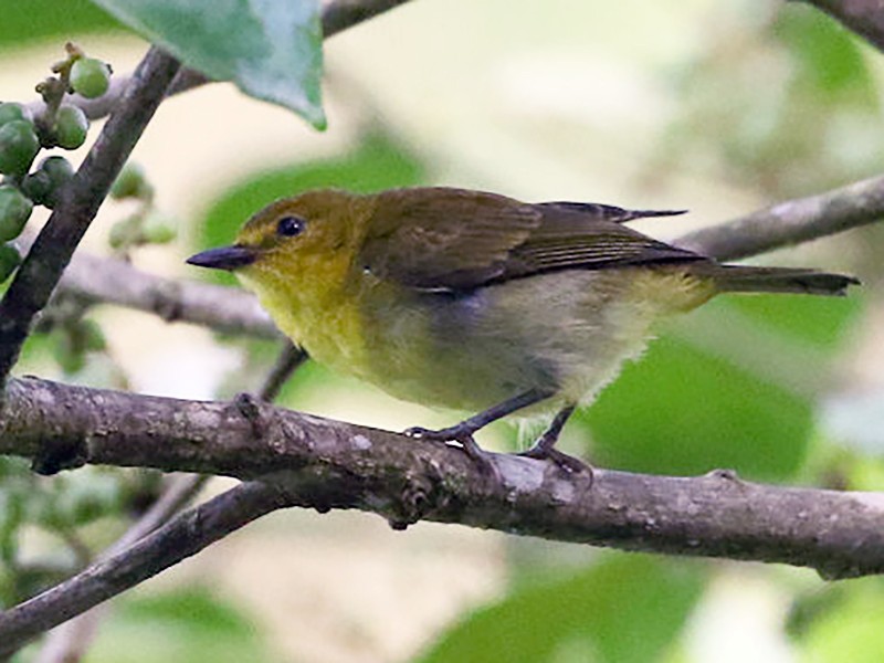Black-and-yellow Tanager - eBird