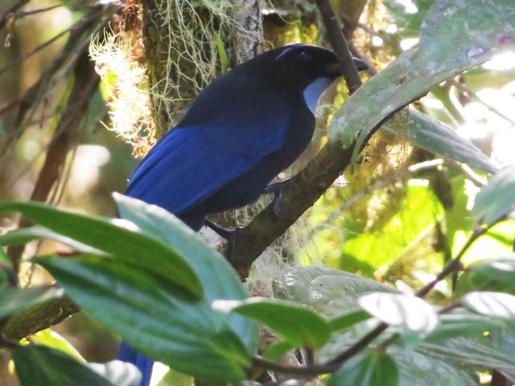 Silvery-throated Jay - Alaska eBird