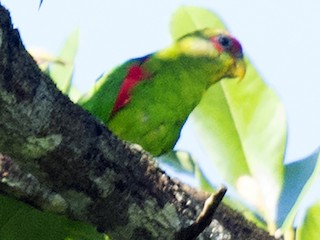Red-fronted Parrotlet - Touit costaricensis - Birds of the World