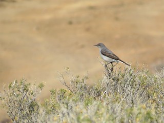 Karoo Chat - Emarginata schlegelii - Birds of the World