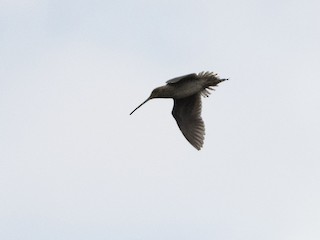 Noble Snipe - eBird