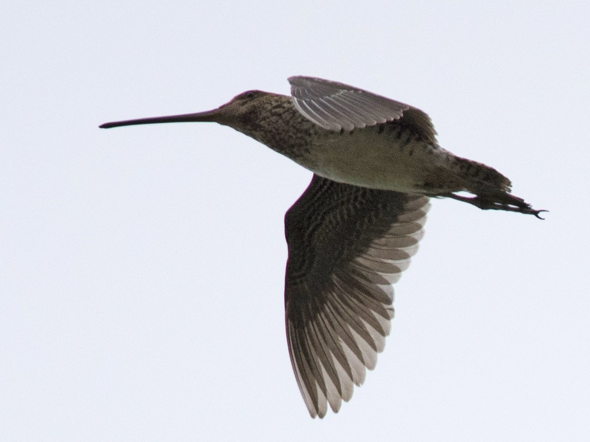 Noble Snipe - eBird
