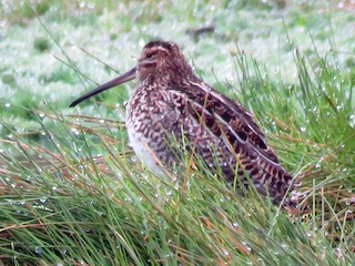 Noble Snipe - eBird